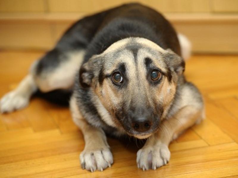 Cane pauroso: 10 segnali inconfondibili - Ecco cosa fare!
