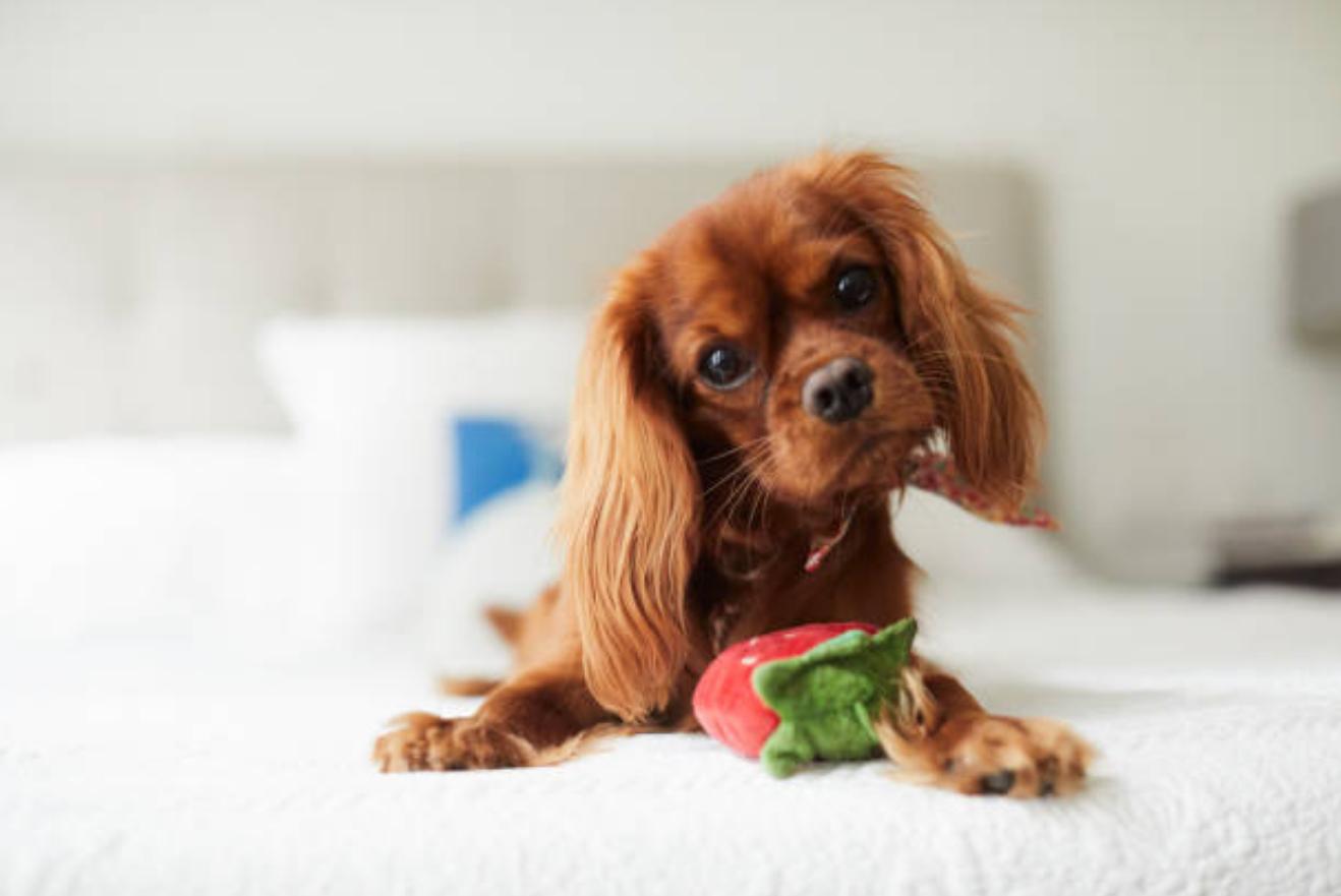 I 20 cani più belli del mondo- le razze da sogno con FOTO