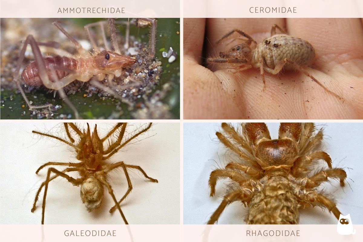 Ragno cammello: morso, caratteristiche e dove vive