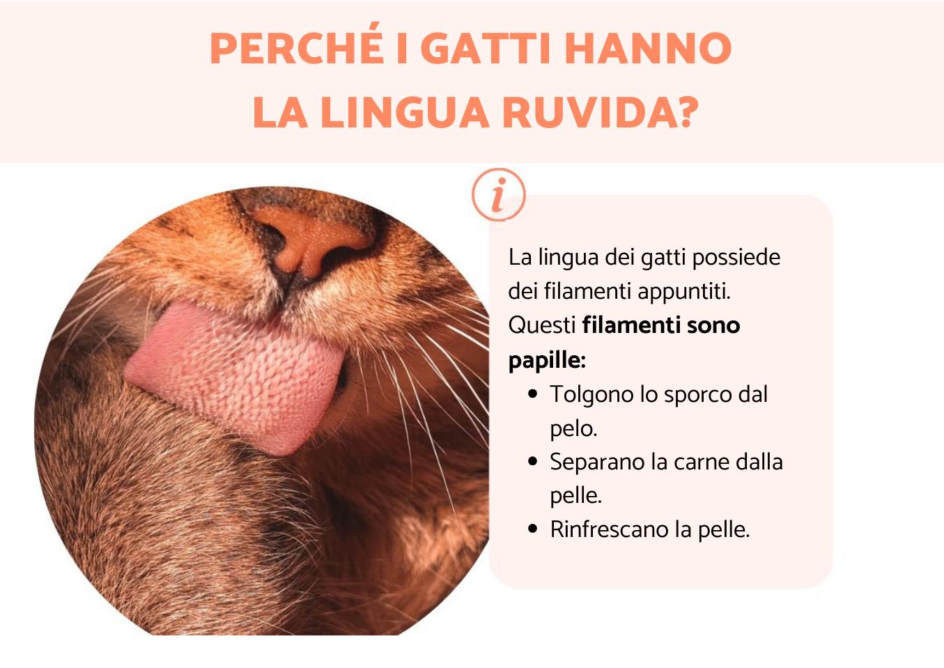 Perché i gatti hanno la lingua ruvida? - Anatomia e funzioni