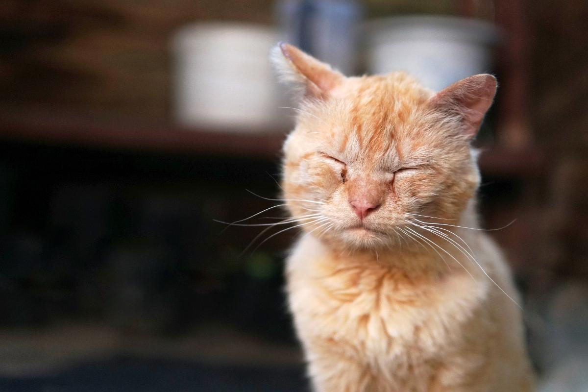 6 Rimedi naturali per l'asma nel gatto - Dai veterinari!