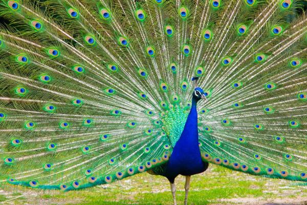 Tipi di pavone: Specie, colori e curiosità (con immagini)