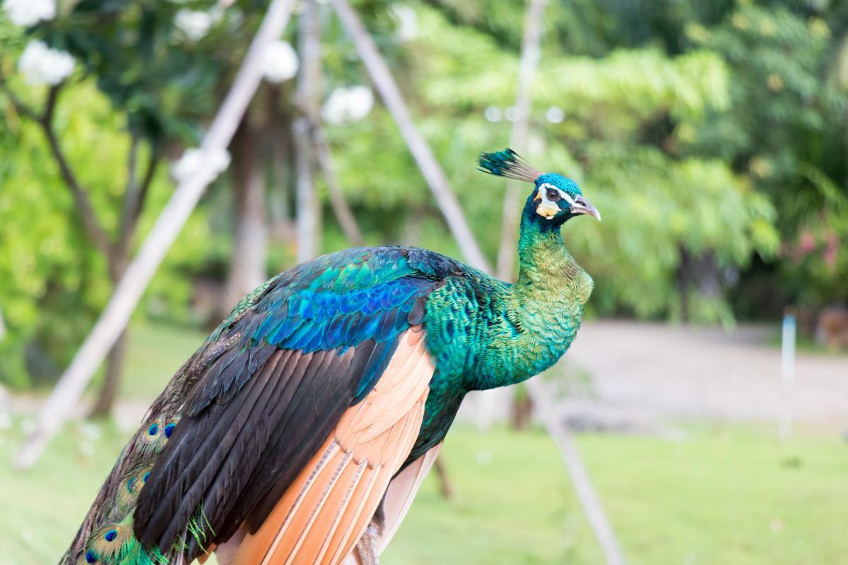 Tipi di pavone: Specie, colori e curiosità (con immagini)