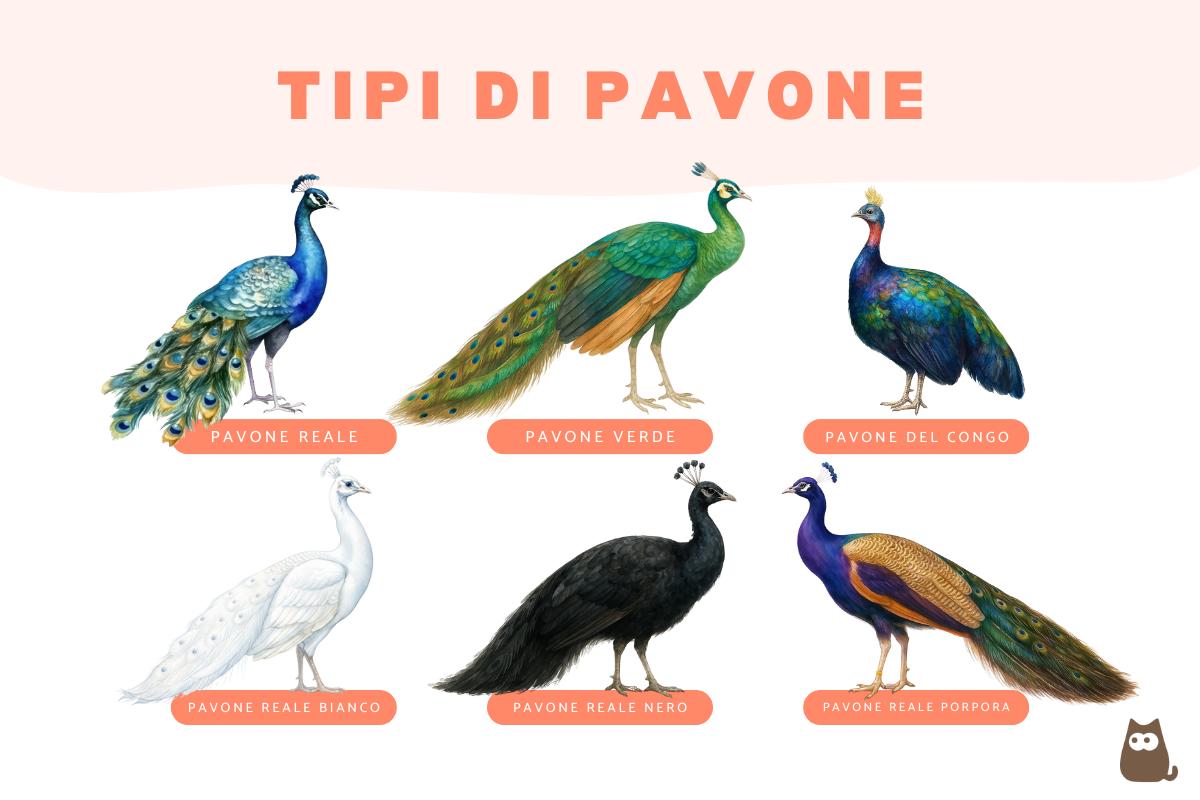 Tipi di pavone: Specie, colori e curiosità (con immagini)
