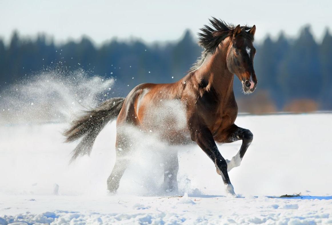Anatomia del cavallo: Scheletro, morfologia e muscoli