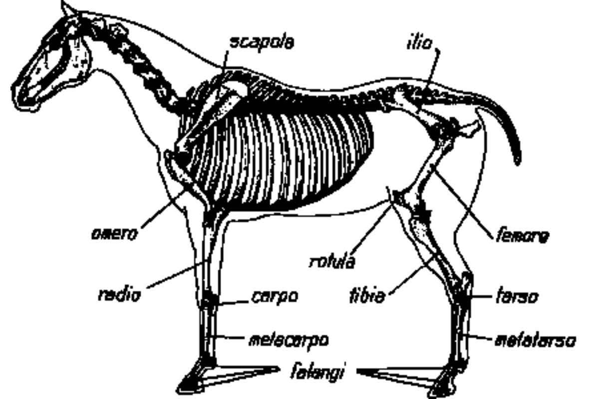 Anatomia del cavallo: Scheletro, morfologia e muscoli