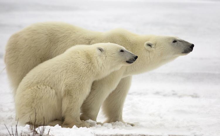 Quanto pesa un orso polare? Caratteristiche e curiosità