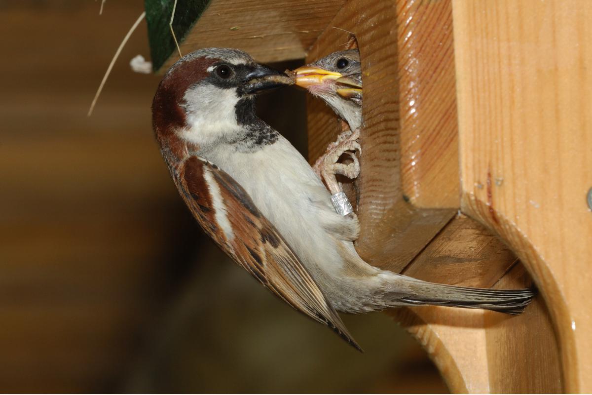 Quanto vive un passerotto? GUIDA COMPLETA