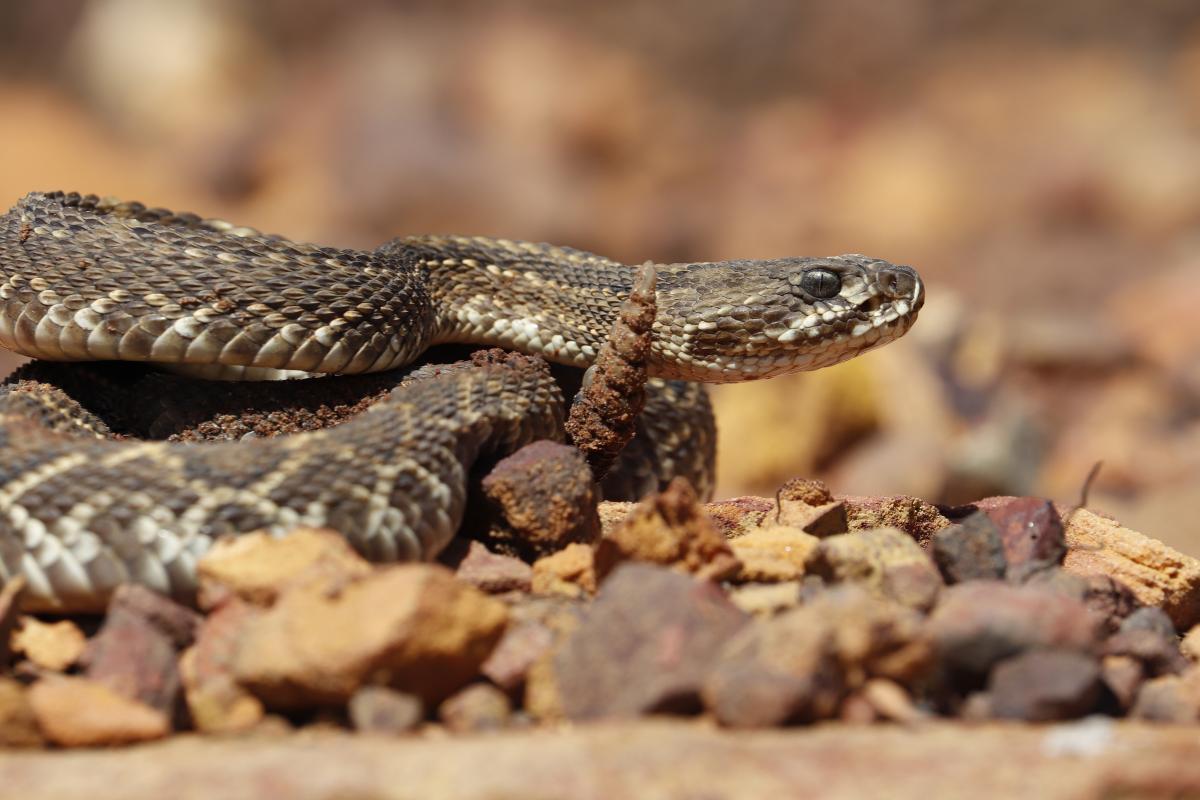 Serpenti a sonagli - Tipi, veleno e caratteristiche