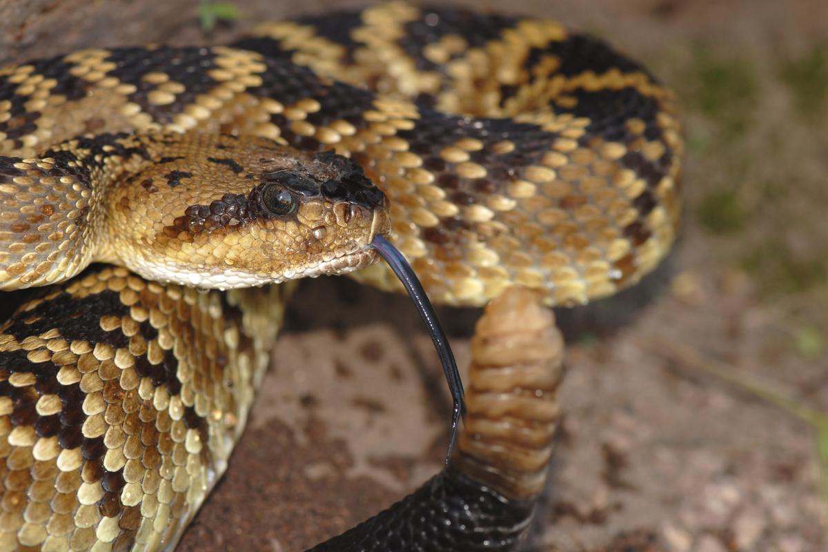 Serpenti a sonagli - Tipi, veleno e caratteristiche