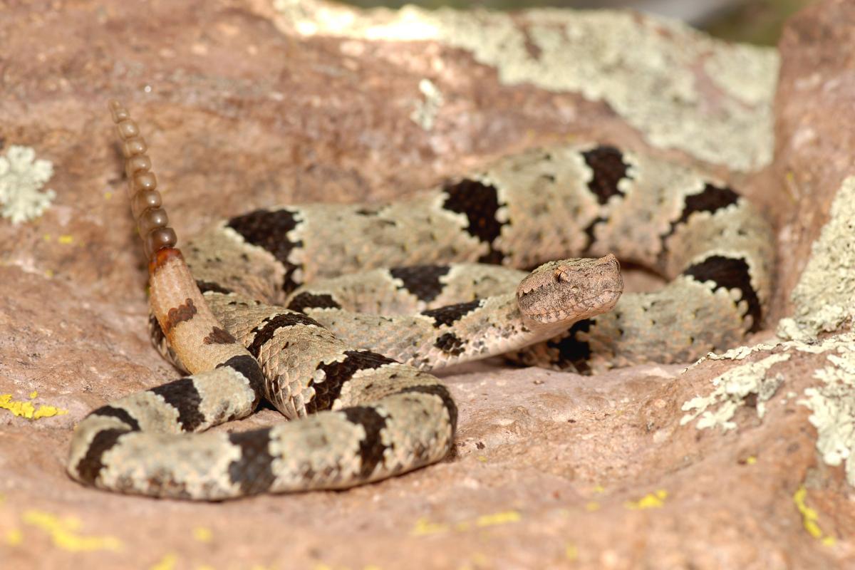 Serpenti a sonagli - Tipi, veleno e caratteristiche