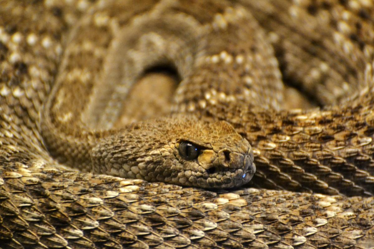 Serpenti a sonagli - Tipi, veleno e caratteristiche