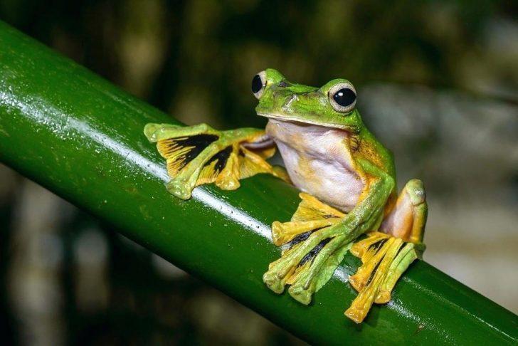 Tipi di rane - Nomi delle specie e foto