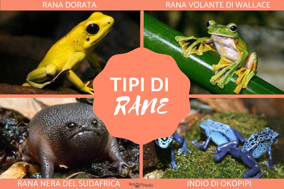 Tipi di rane - Nomi delle specie e foto