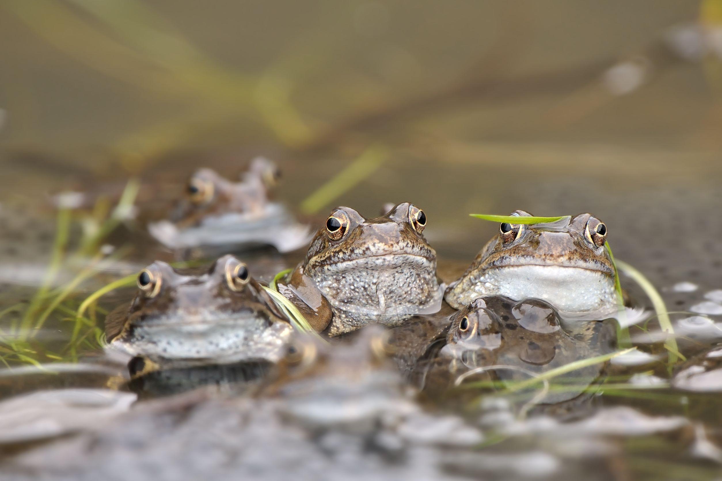Tipi di rane - Nomi delle specie e foto