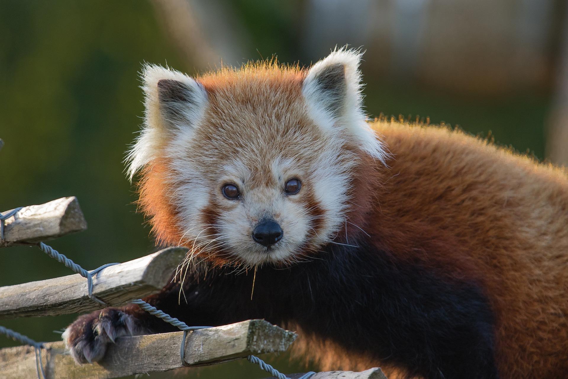 PANDA ROSSO (Ailurus fulgens) - Caratteristiche, dove vive e foto
