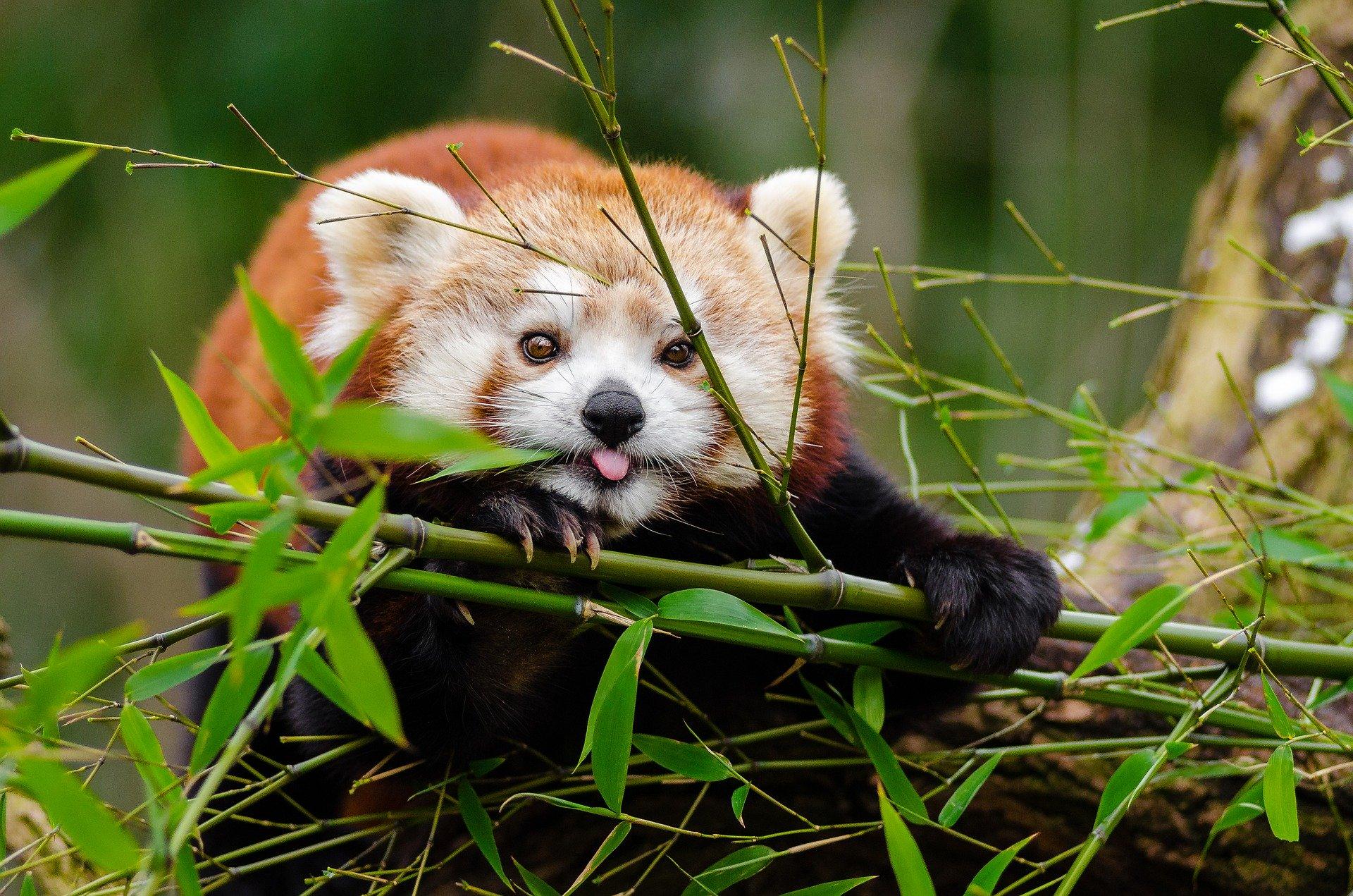 PANDA ROSSO (Ailurus fulgens) - Caratteristiche, dove vive e foto