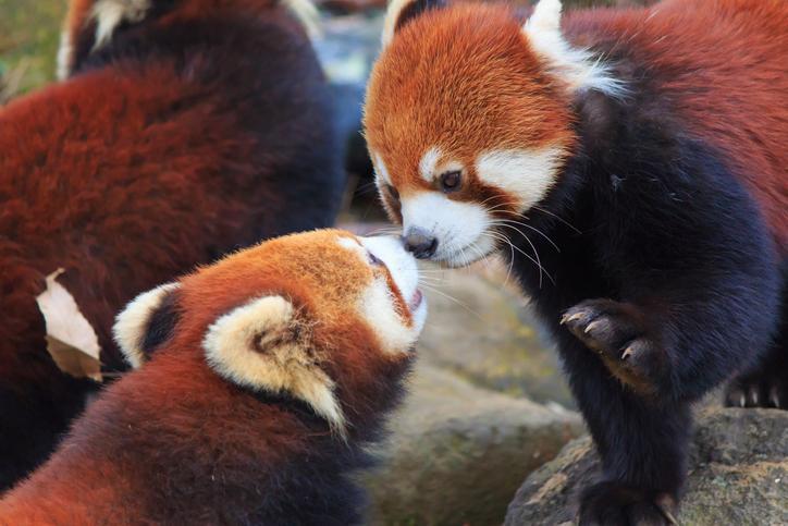 PANDA ROSSO (Ailurus fulgens) - Caratteristiche, dove vive e foto
