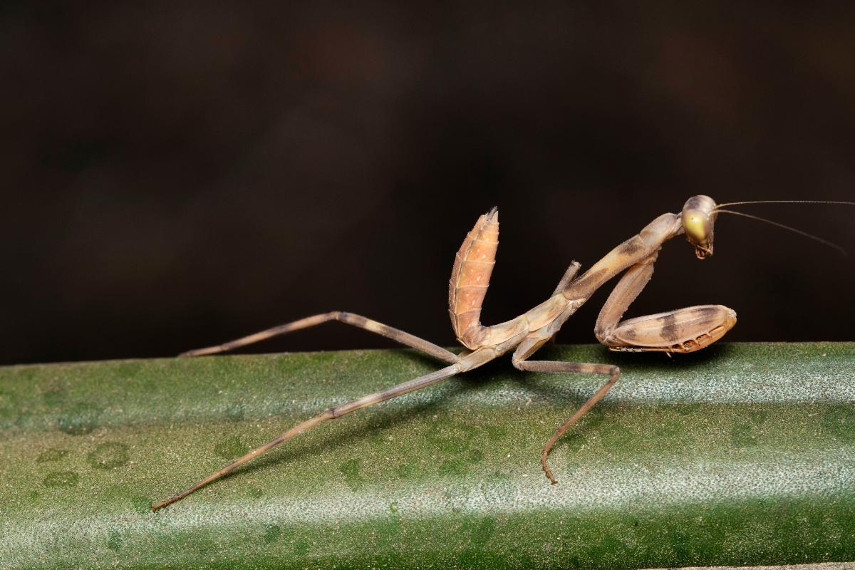 +15 Tipi di mantide religiosa - Nomi e immagini