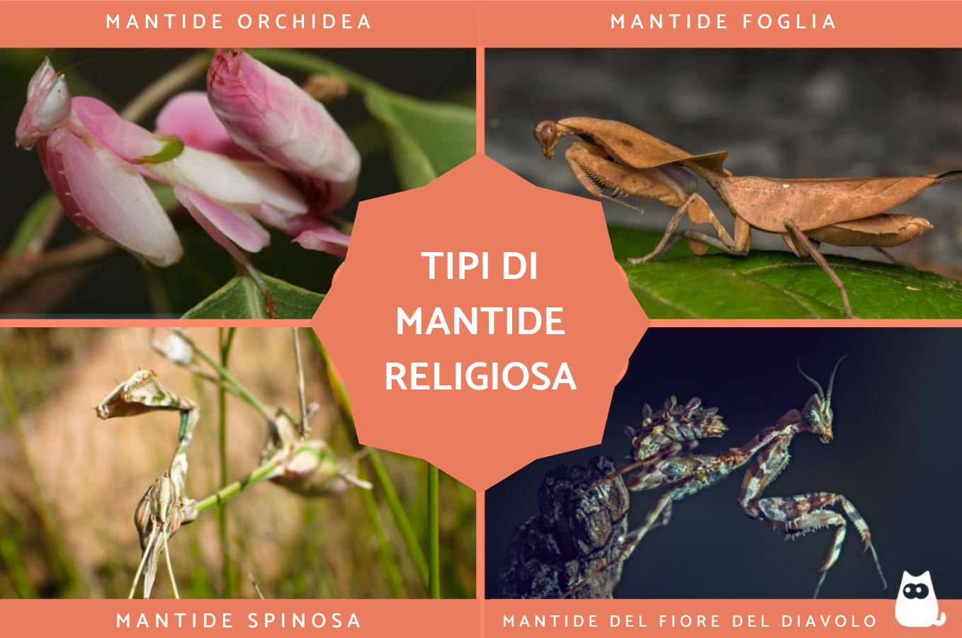 +15 Tipi di mantide religiosa - Nomi e immagini
