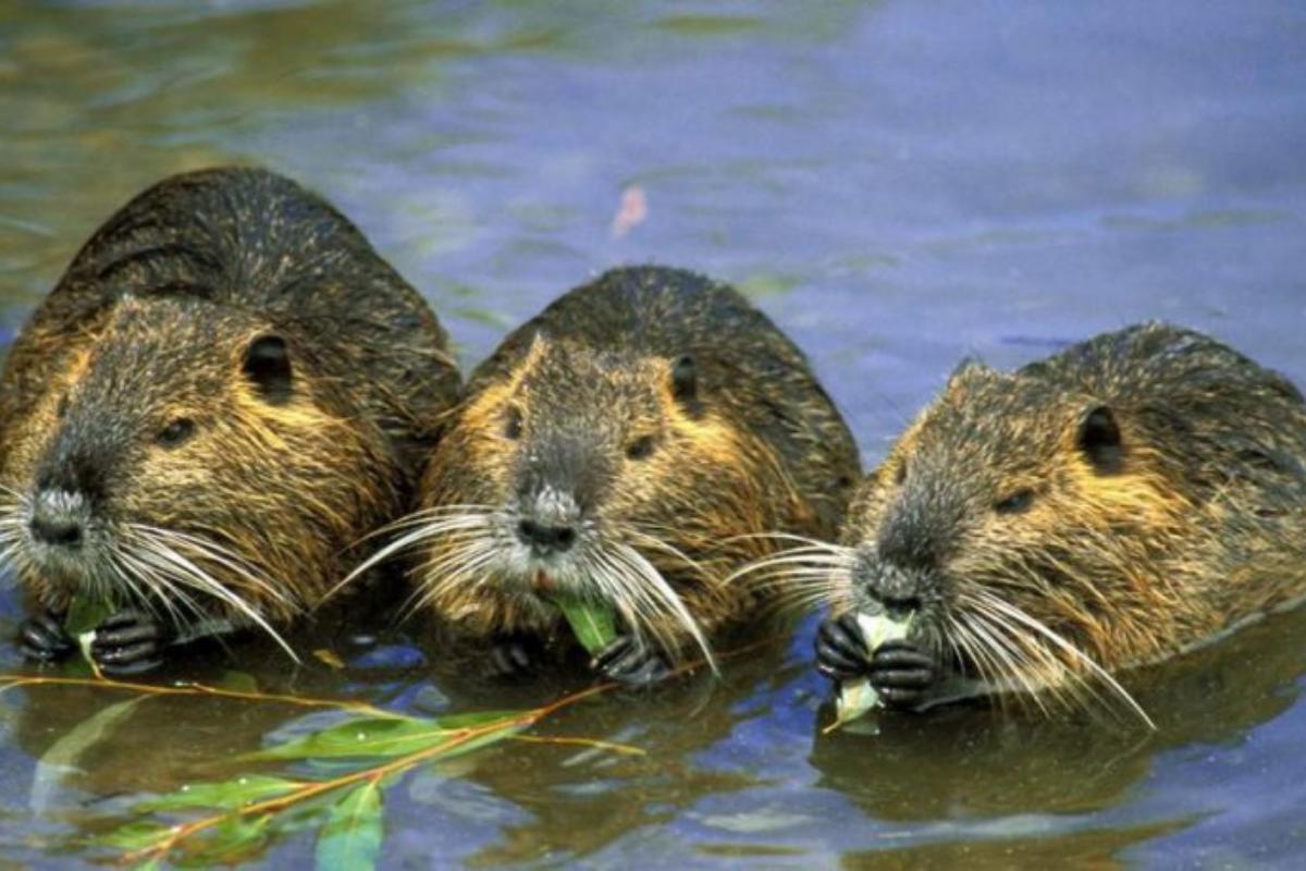 Cosa mangia la nutria? Caratteristiche e CURIOSITÀ