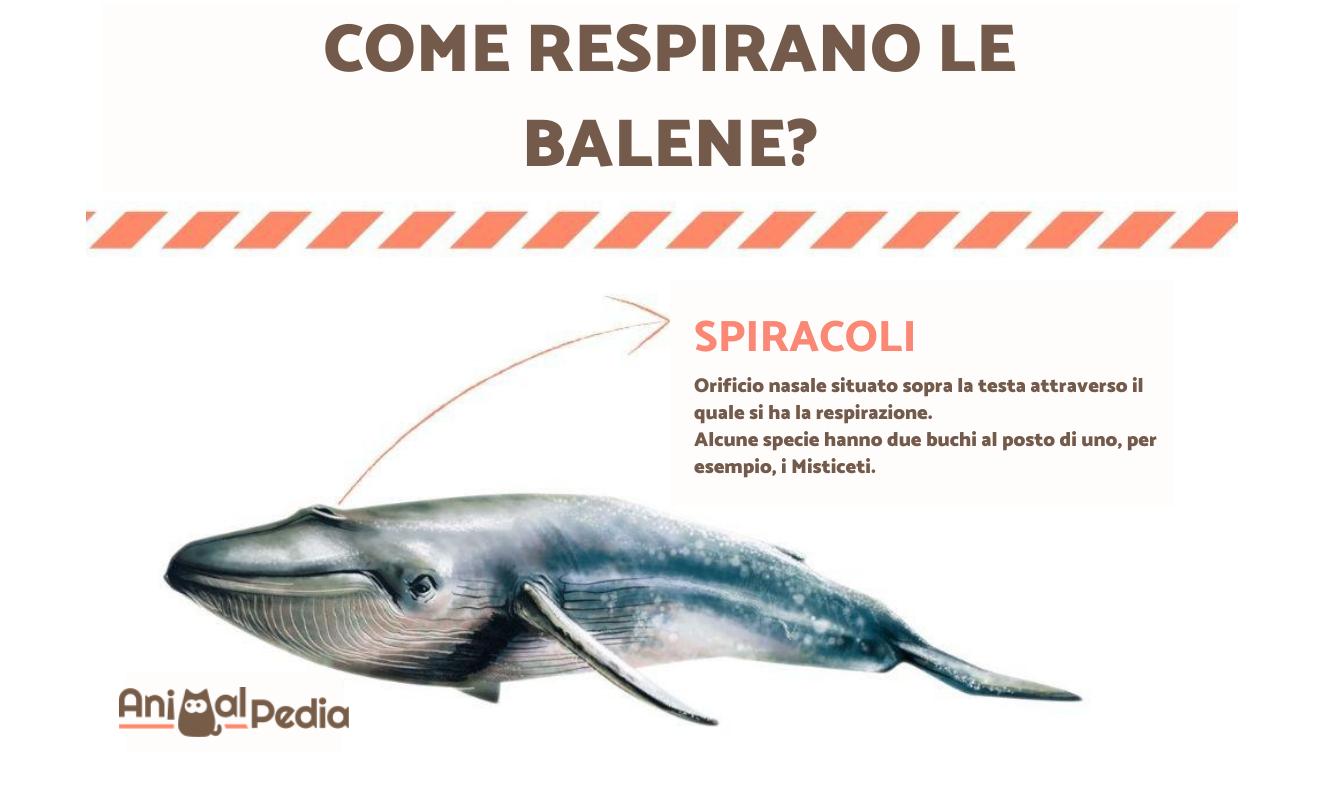 Come respirano le balene? Guida completa
