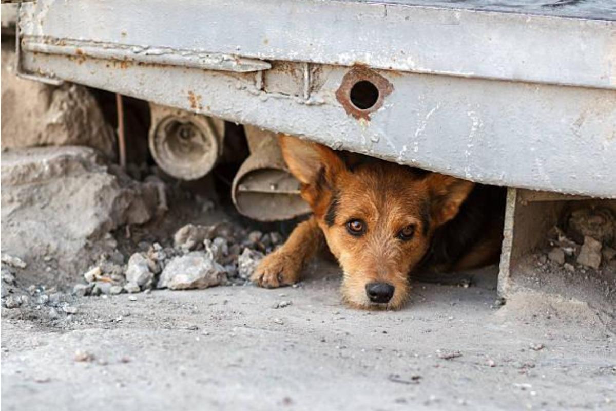 Come aiutare un cane randagio: Passo per Passo