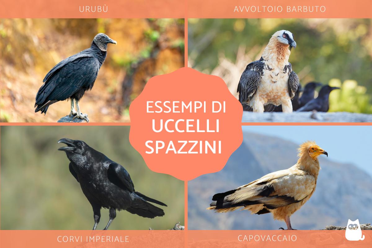 Uccelli spazzini - Esempi con immagini