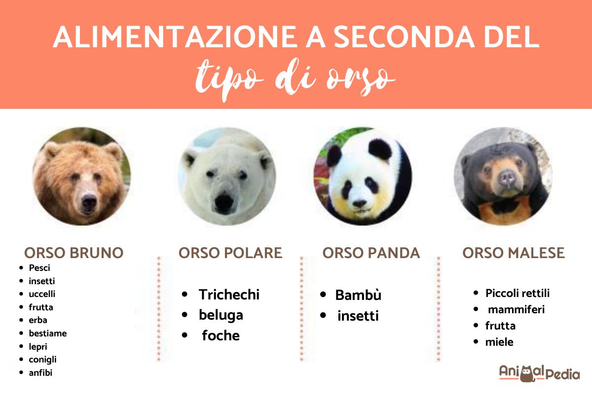 Cosa mangiano gli orsi? DIETA e curiosità