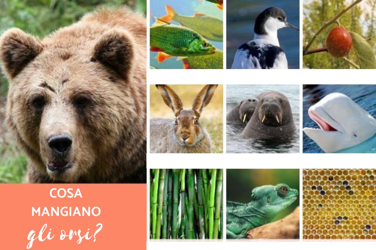 Cosa mangiano gli orsi? DIETA e curiosità