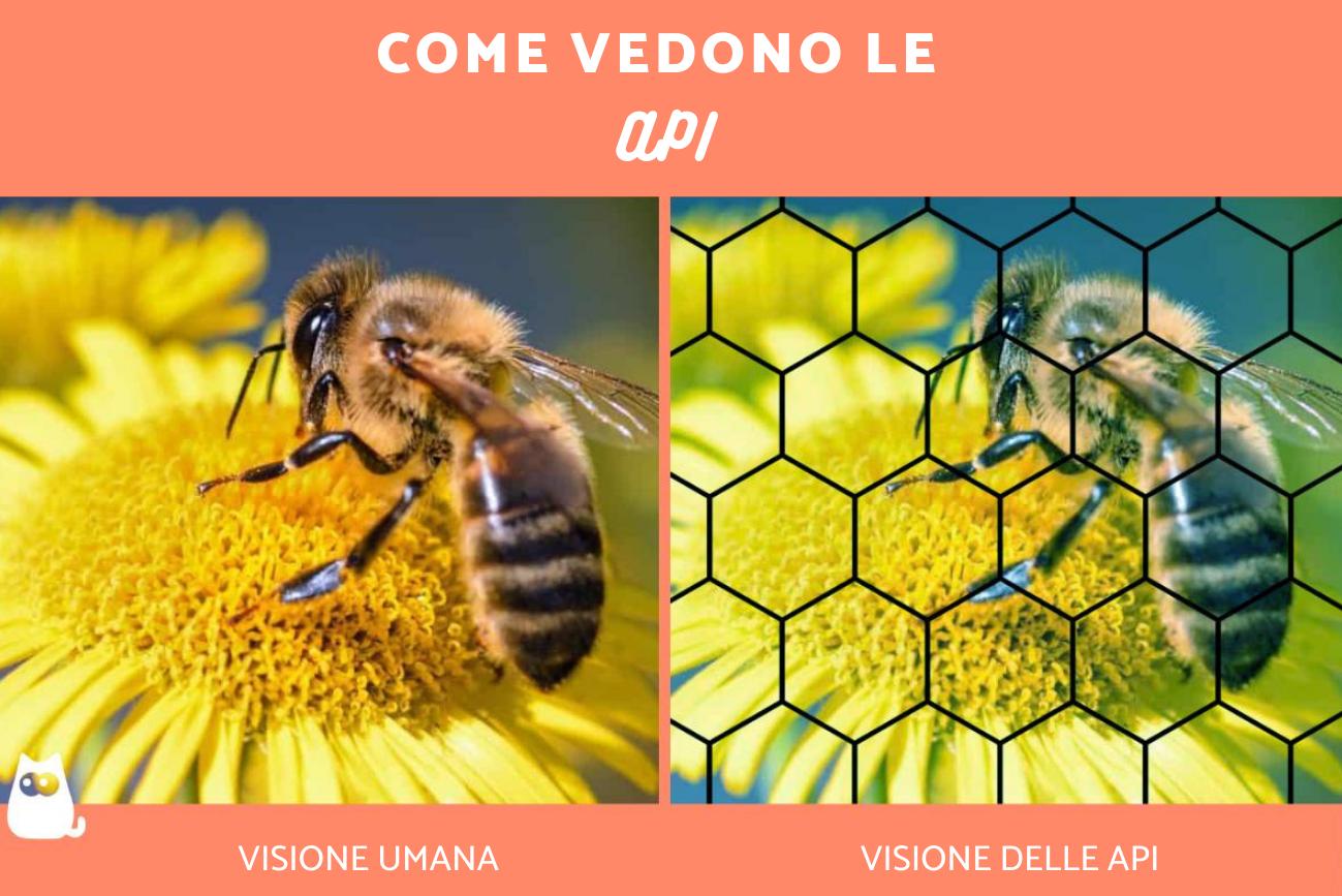 Come vedono le API?