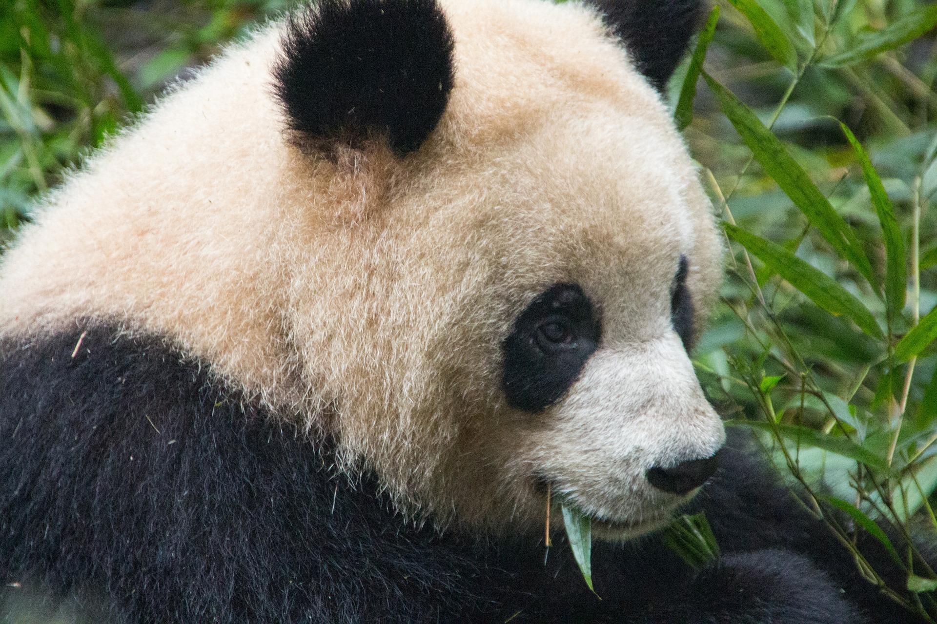 Tutto sull'habitat del panda