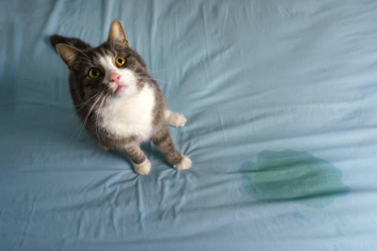 La pipì del gatto è pericolosa? - Dipende!
