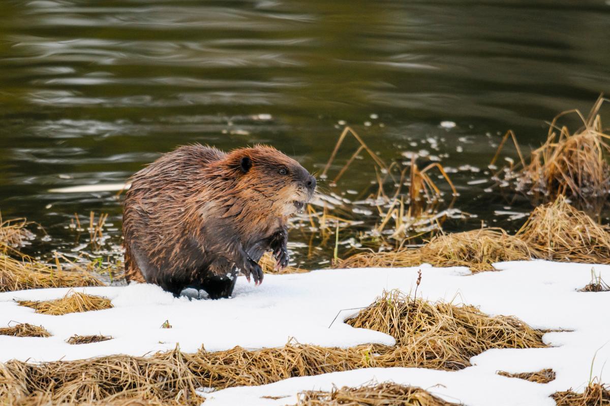 Dove vivono i castori? - Habitat e distribuzione