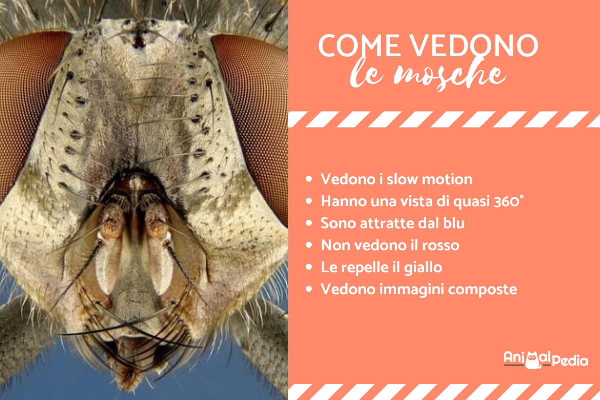 Come vedono le mosche? Caratteristiche, vista e curiosità