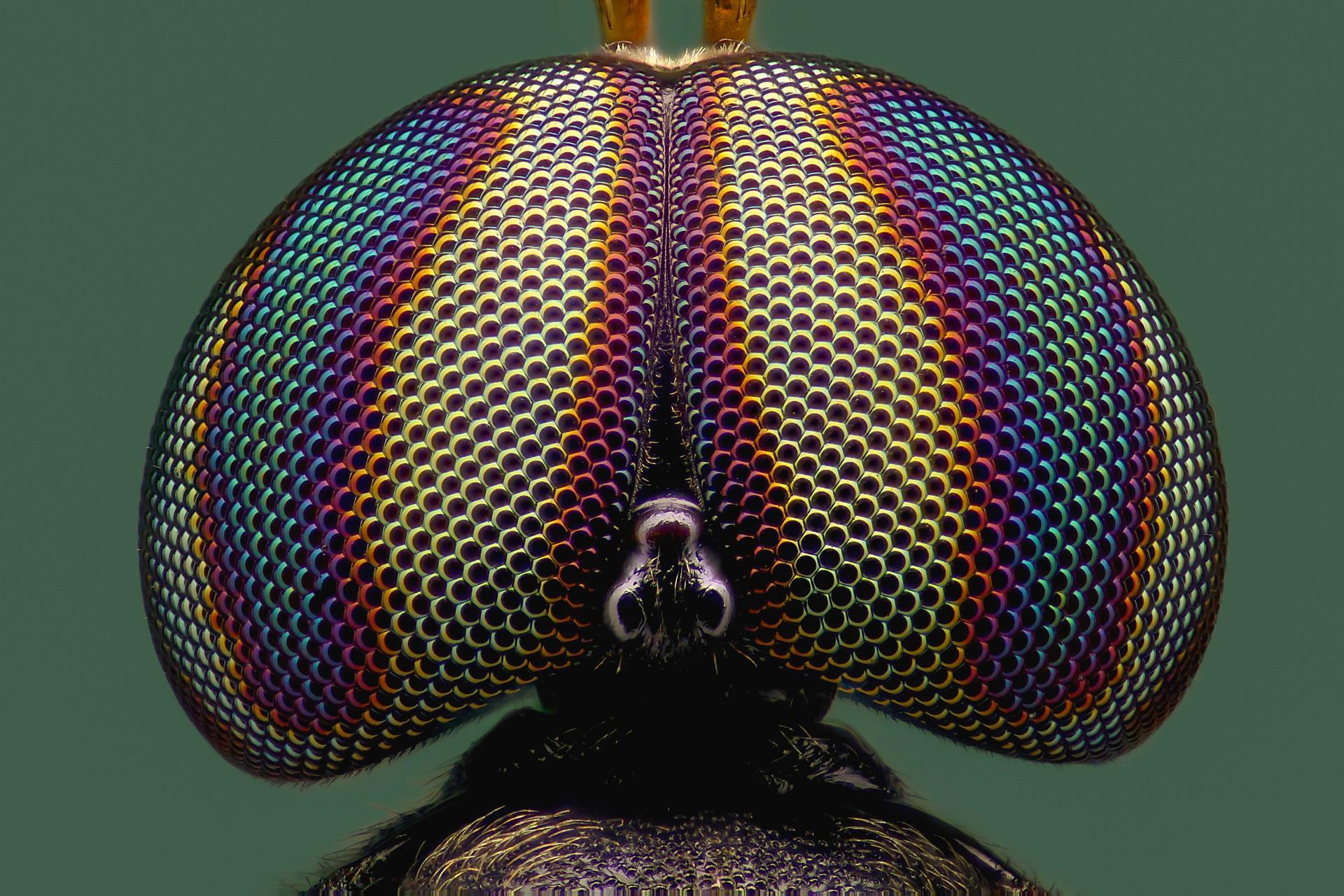 Come vedono le mosche? Caratteristiche, vista e curiosità