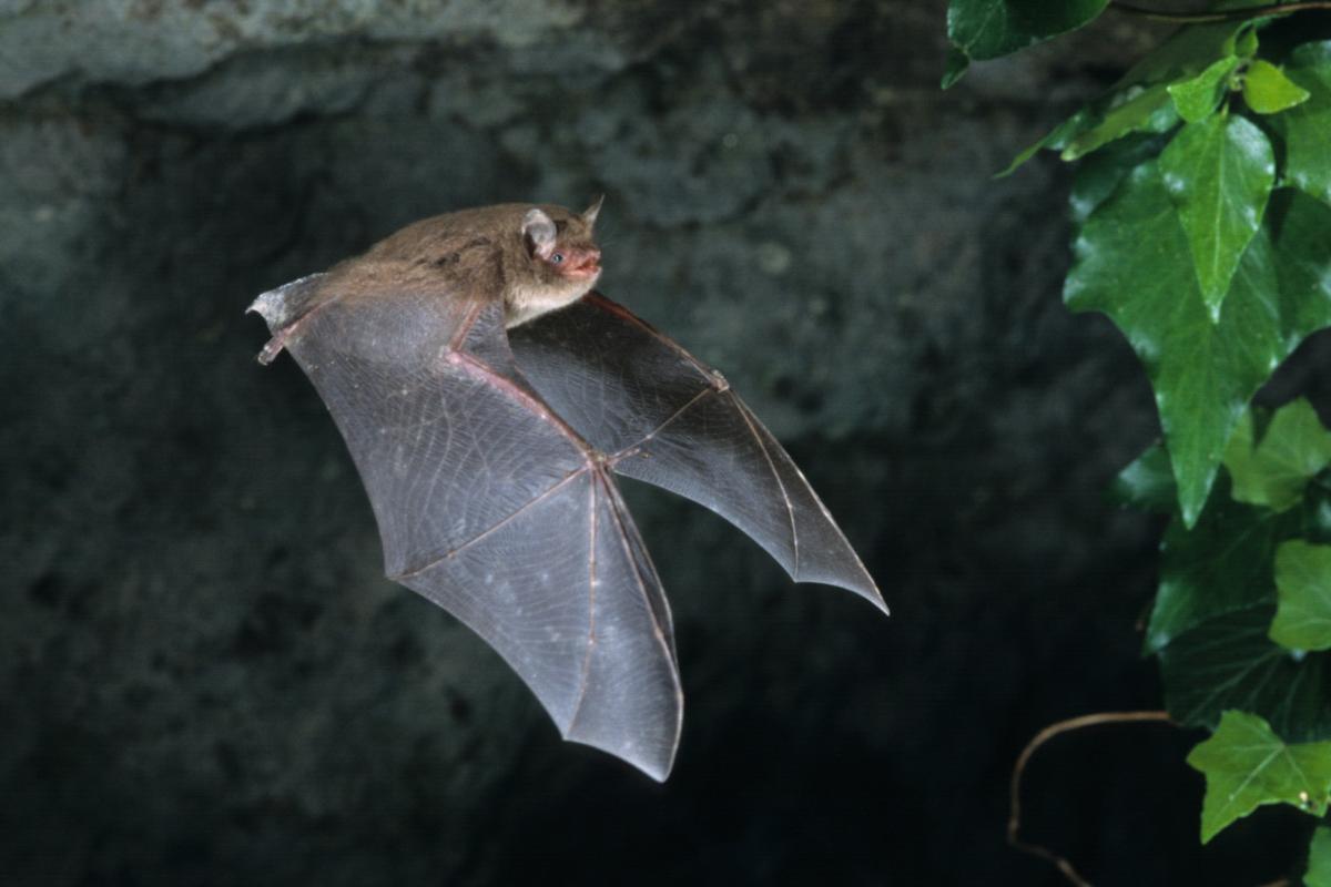 Il pipistrello è un mammifero? Sì!