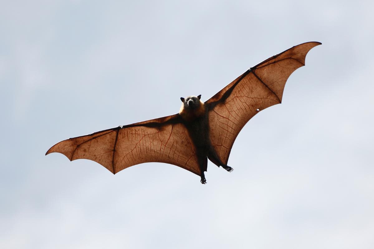 Il pipistrello è un mammifero? Sì!