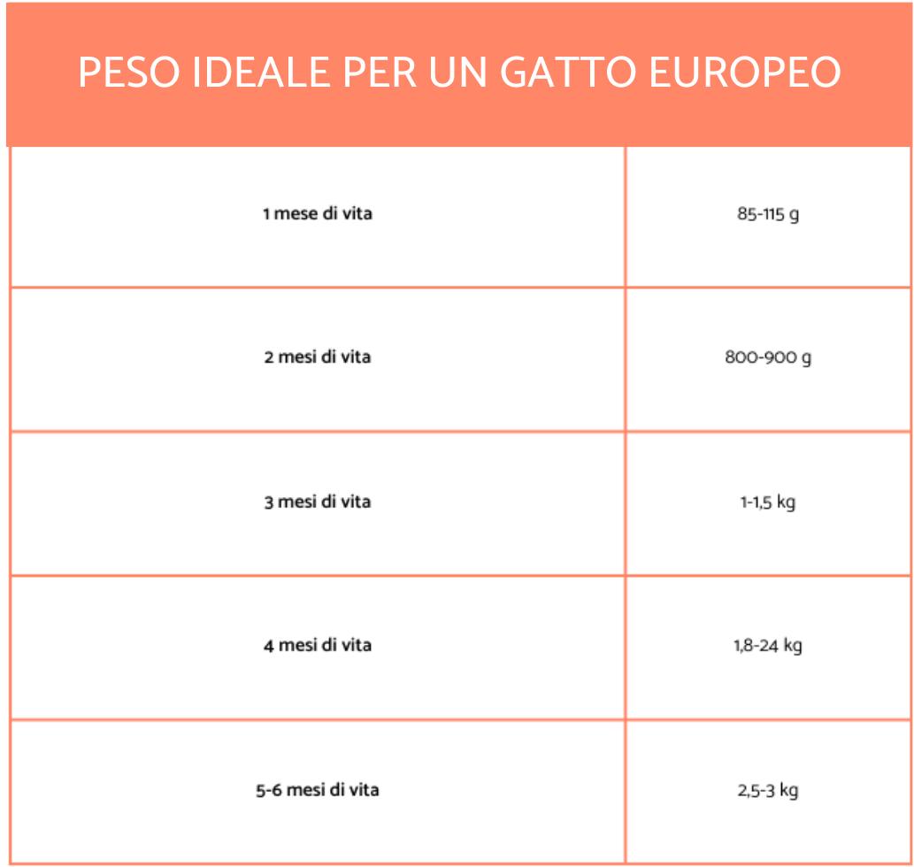 Tabella peso del gatto europeo: qual è il peso ideale? - Scoprilo!