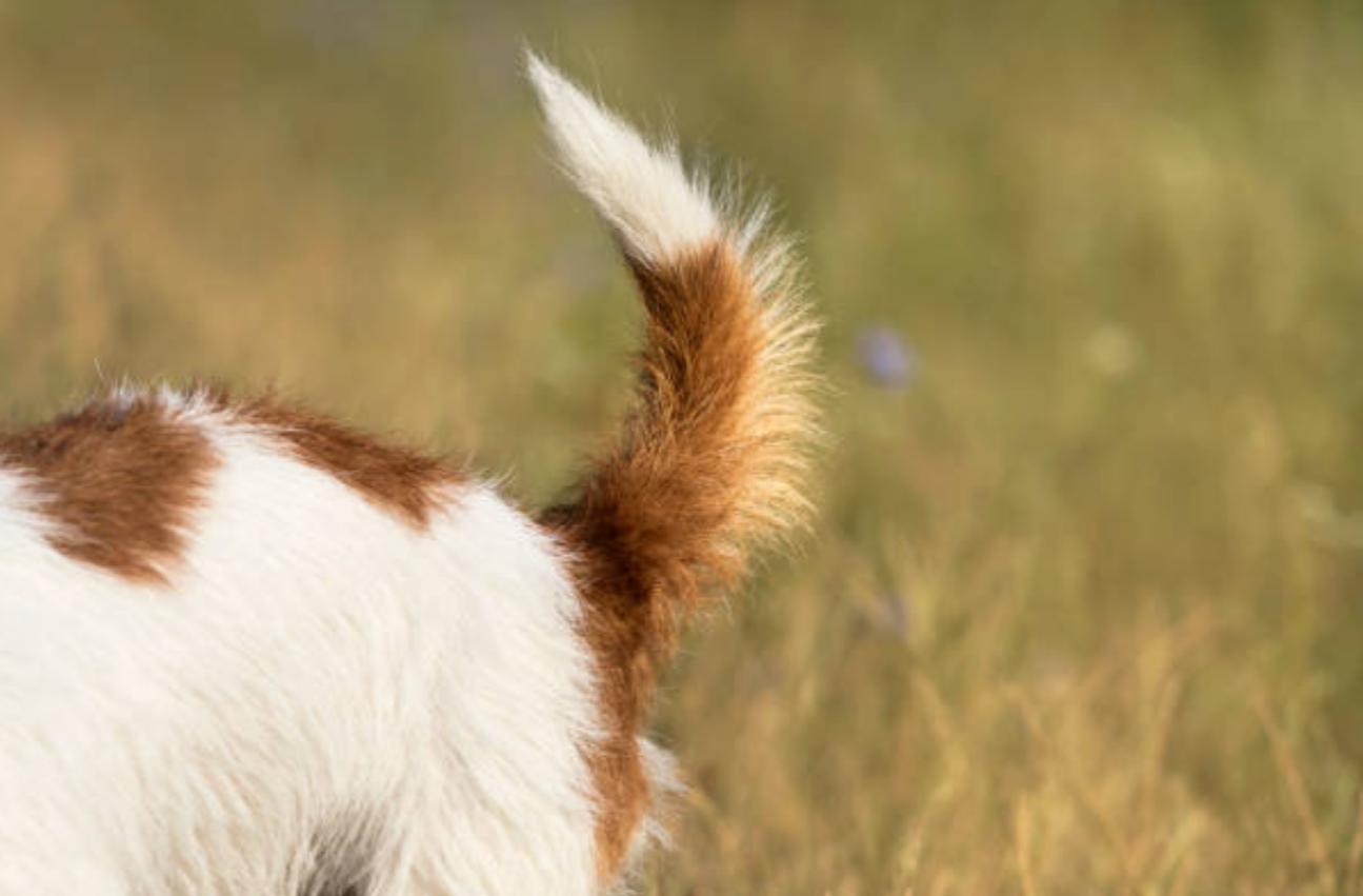 Infezione alla coda del cane: sintomi e cura
