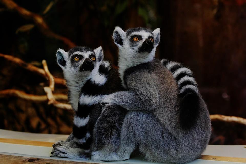 Animali notturni - Elenco, caratteristiche e immagini
