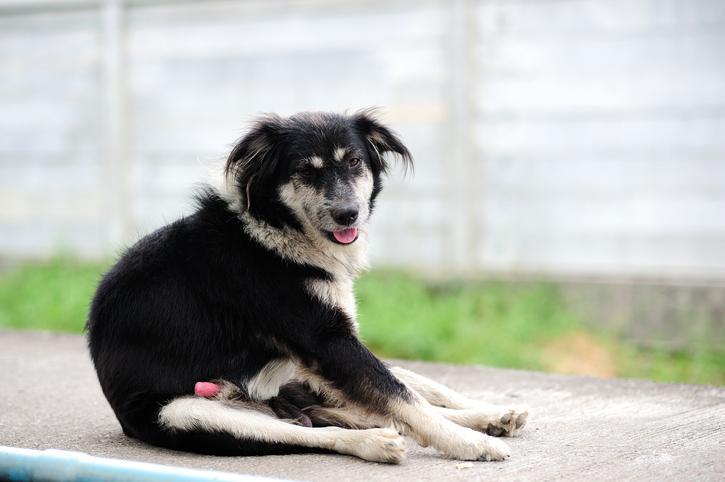 Balanopostite nel cane: sintomi e cure