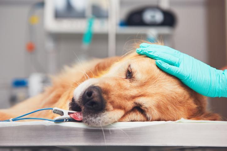 Balanopostite nel cane: sintomi e cure