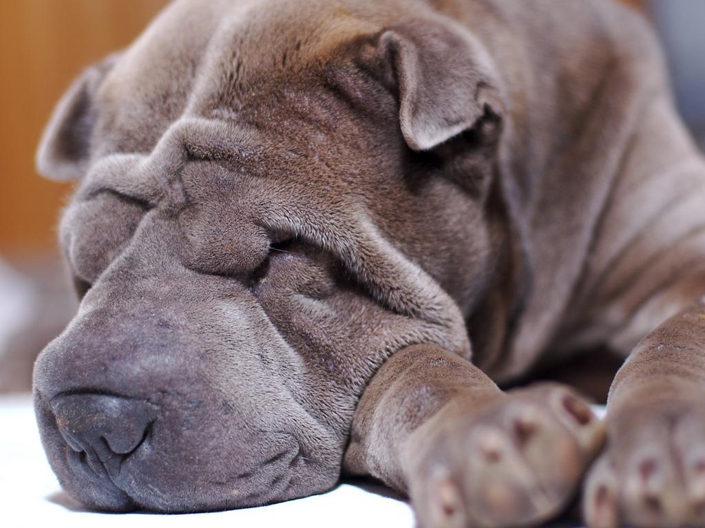 + Di 20 Razze di cani molossoidi - Con Nomi e FOTO