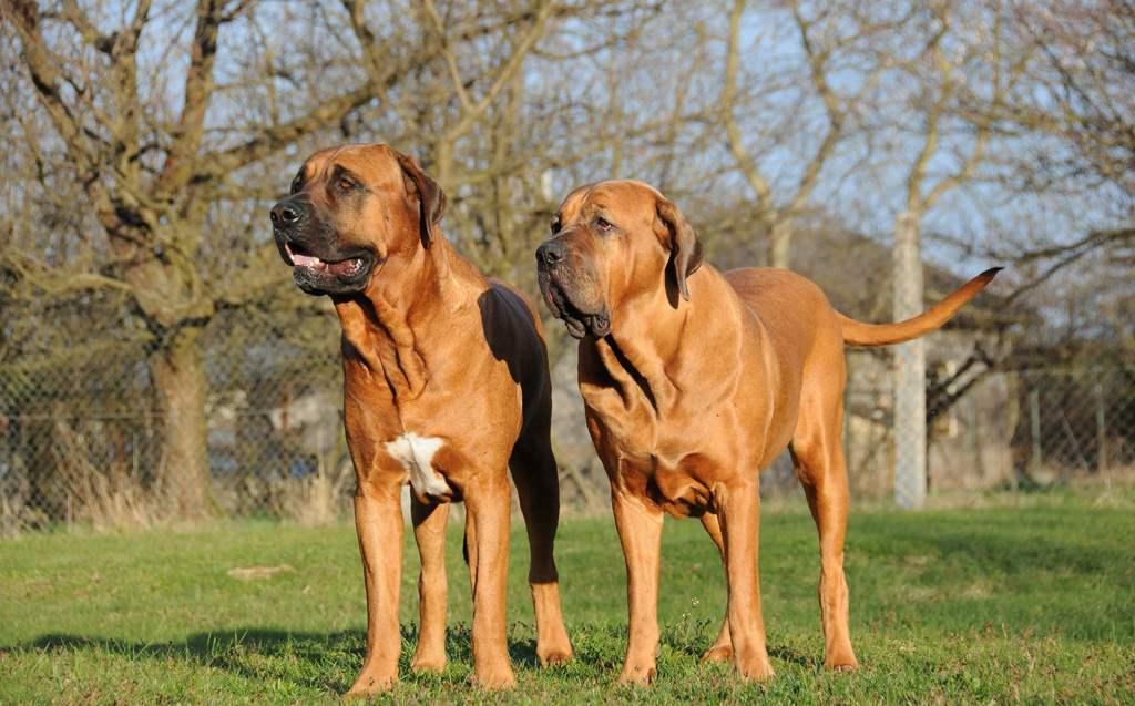 + Di 20 Razze di cani molossoidi - Con Nomi e FOTO