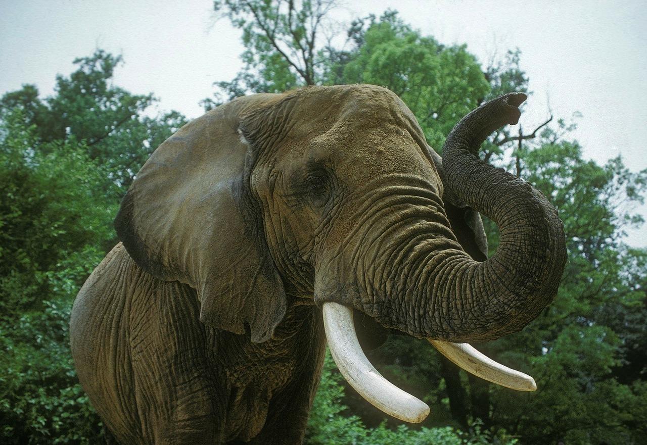 I 15 animali più forti del mondo: scopri la loro forza!