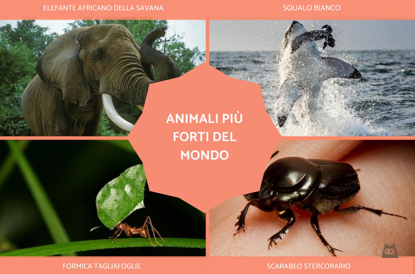 I 15 animali più forti del mondo: scopri la loro forza!