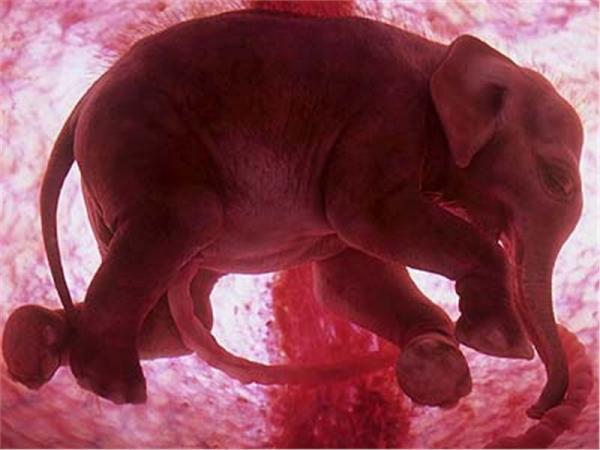 Riproduzione animale: Differenza tra ovipari vivipari e ovovivipari