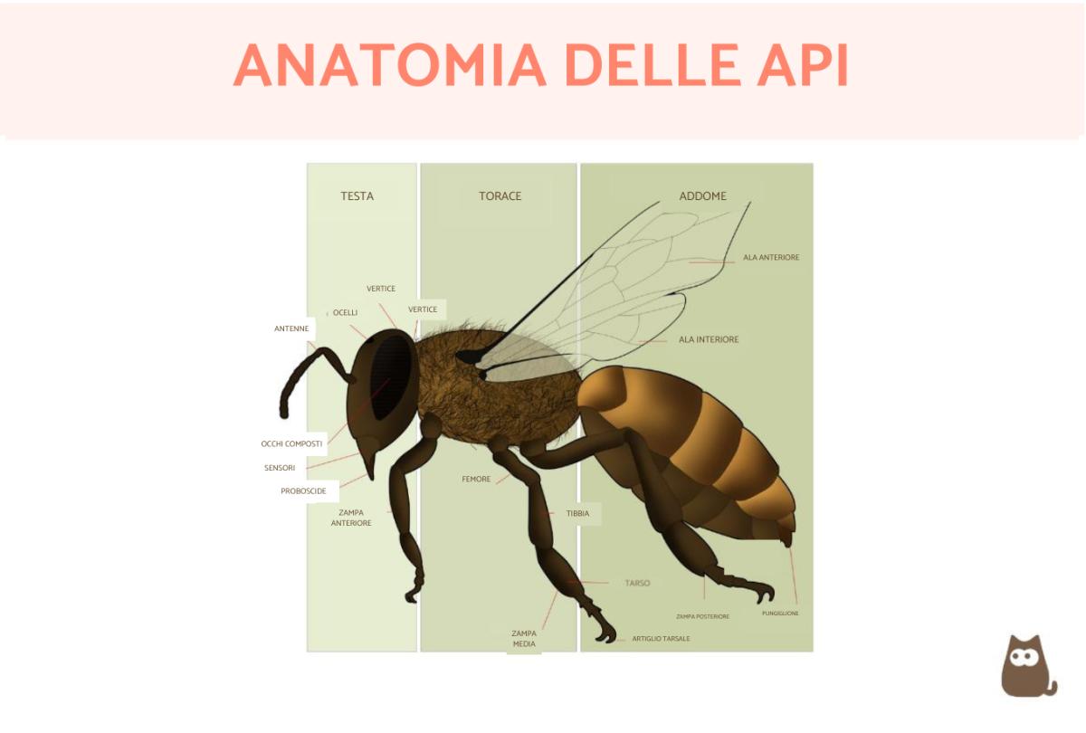 Come sono fatte le api? - Anatomia delle api