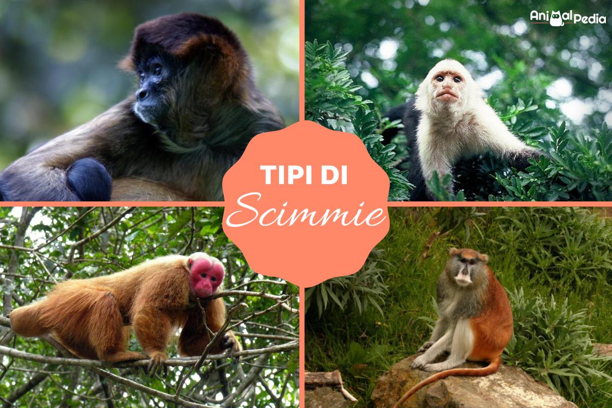 Tipi di SCIMMIE e i loro NOMI - Classificazione delle scimmie (con FOTO)
